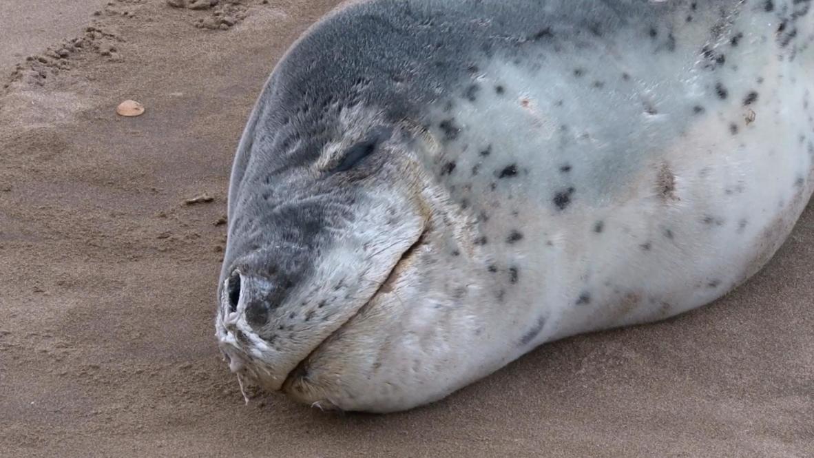 Antarctic Leopard Seals