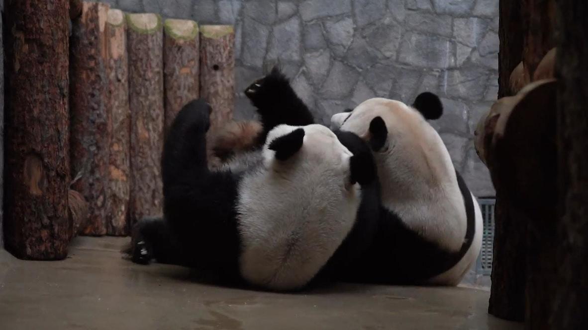 Two Pandas Sleeping